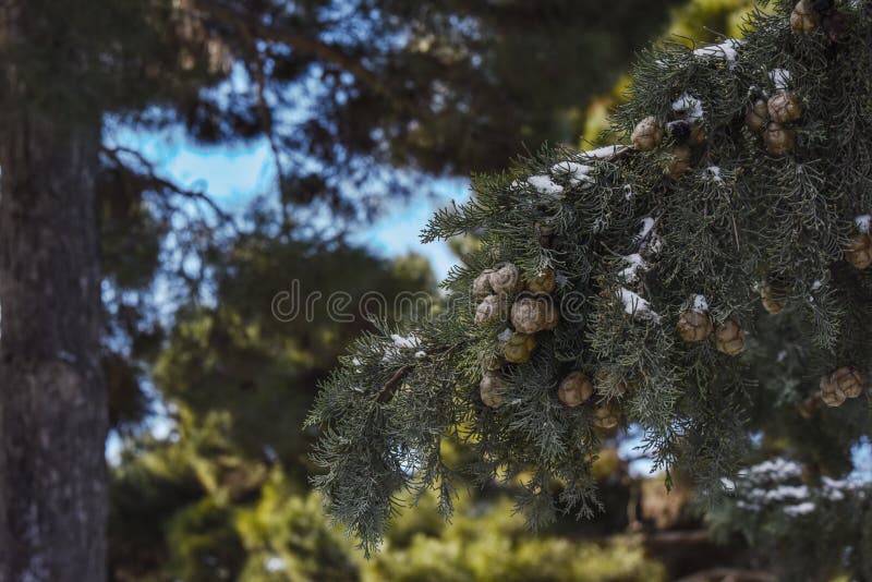 Cypress Tree Branch in the Forest Stock Photo - Image of macro, holiday ...