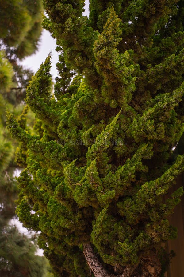 Cypress tree close up stock image. Image of california - 173391079