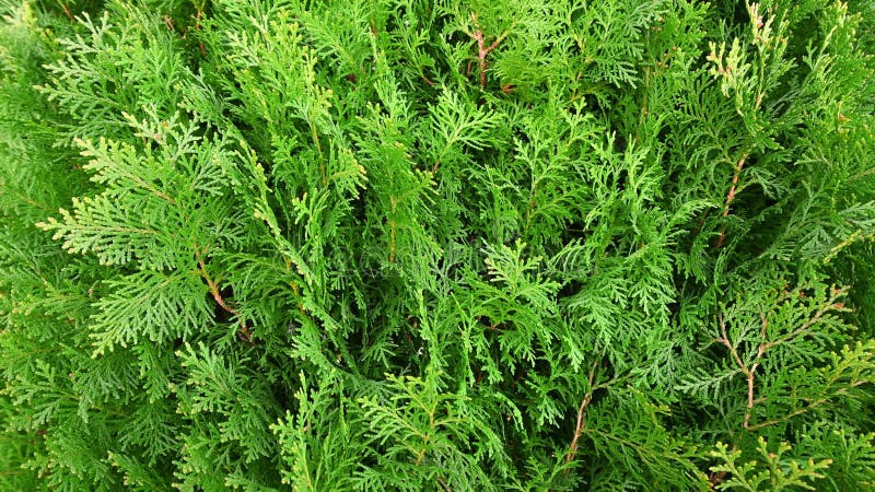 Cypress Tree with Cones Sunset. Cupressus. Outer Stone Wall of Fort ...