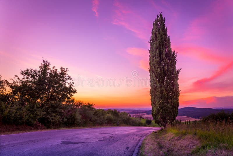 Cypress tree down the road stock image. Image of road - 63612797