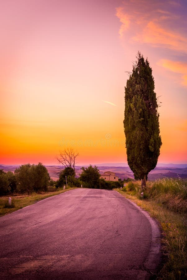 Cypress tree down the road stock photo. Image of countryside - 66935772