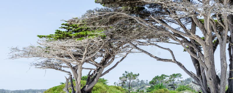 Cypress Tree with Dry and Green Branches Stock Photo - Image of rugged ...