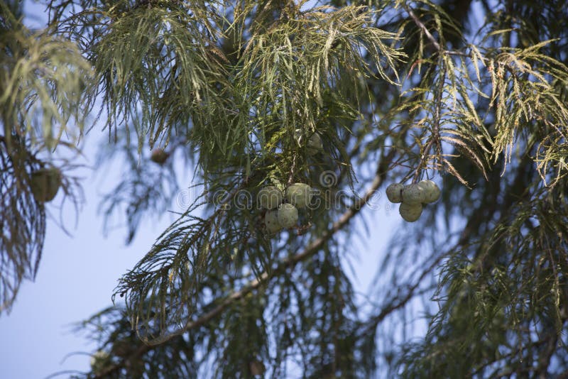Cypress Tree in Fall stock photo. Image of green, peaceful - 85662268
