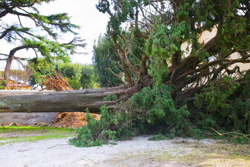 Cypress Tree Fallen after a Wind Storm Stock Photo - Image of cypress ...