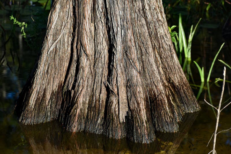 Cypress Stumps and Knees in the Swamp Stock Image - Image of feature ...