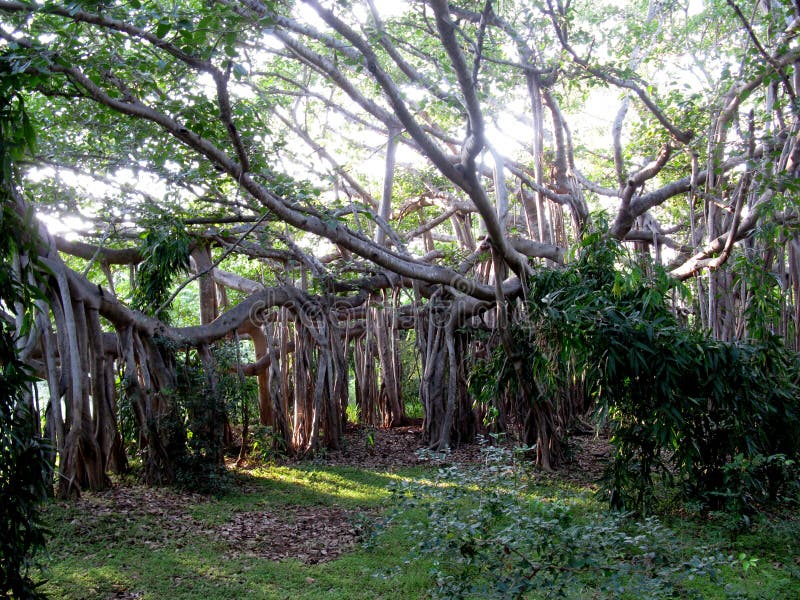 Cypress Tree Forest in China Stock Image - Image of grove, looking ...