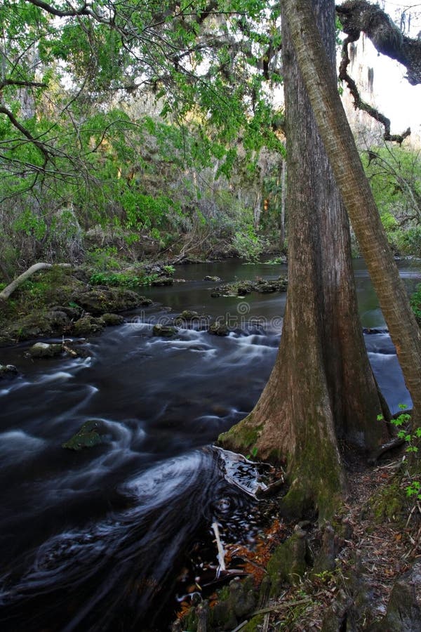 Class II Rapids on the Hillsborough River Stock Image - Image of ...