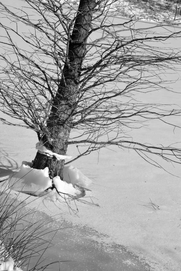 206 Iced Over Trees Stock Photos - Free & Royalty-Free Stock Photos ...