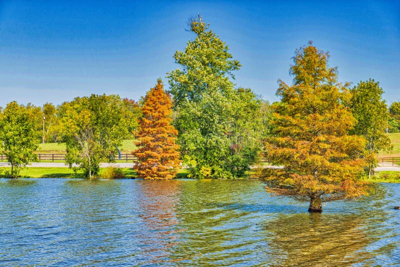Lake Scene with a Cypress Tree Stock Image - Image of trees, autumn ...