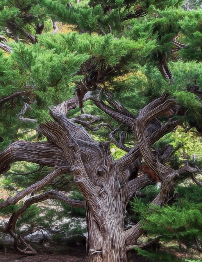 Cypress Tree stock photo. Image of climate, forest, east - 61275854