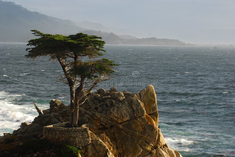 1,196 Monterey Cypress Tree Stock Photos - Free & Royalty-Free Stock ...