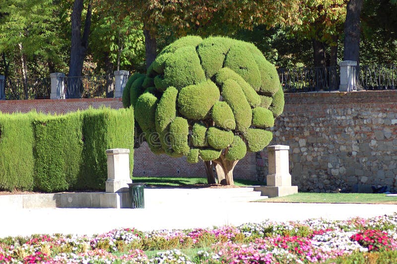Cypress Tree in Retiro Park in Madrid, Spain Stock Photo - Image of ...