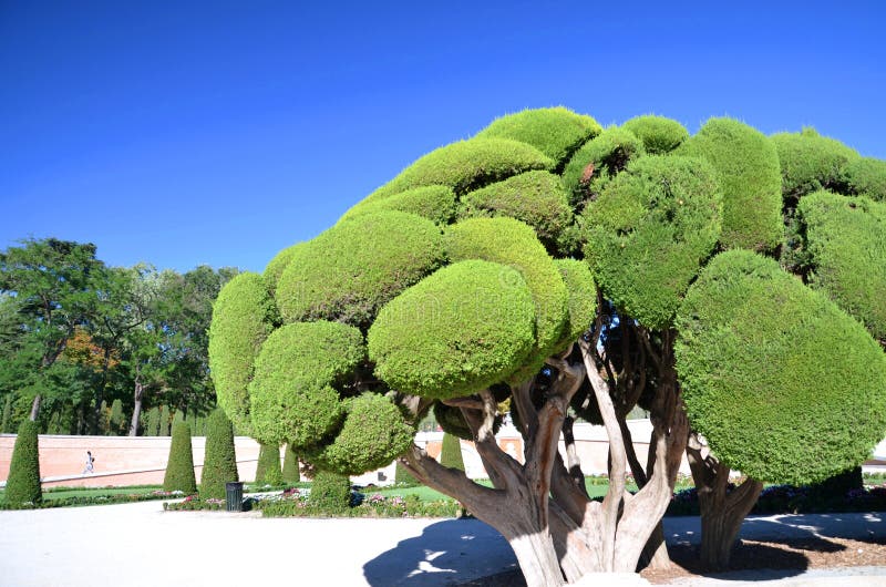 Cypress Tree in Retiro Park in Madrid, Spain Stock Photo - Image of ...
