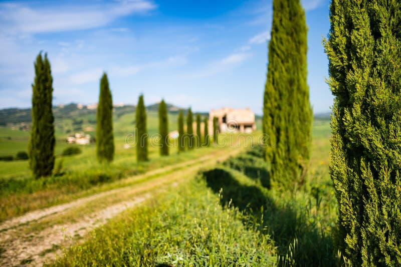 Typical Road Lined with Cypress Trees in Tuscany, Italy Stock Image ...
