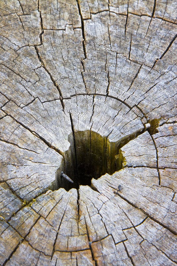 Cypress Tree`s Stump in the Nature Stock Photo - Image of conifer ...