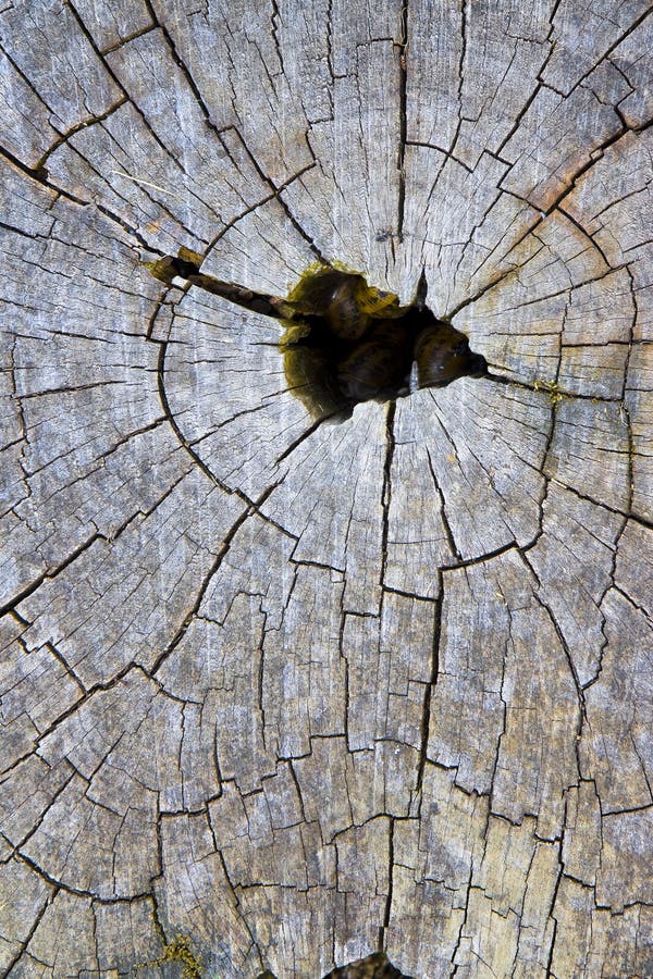 Cypress Tree`s Stump in the Nature Stock Photo - Image of tree, stub ...