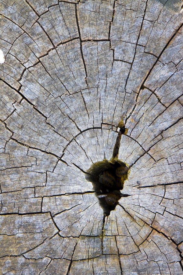 Cypress Tree`s Stump in the Nature Stock Photo - Image of rural ...