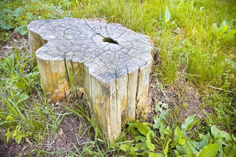 459 Cypress Stump Stock Photos - Free & Royalty-Free Stock Photos from ...