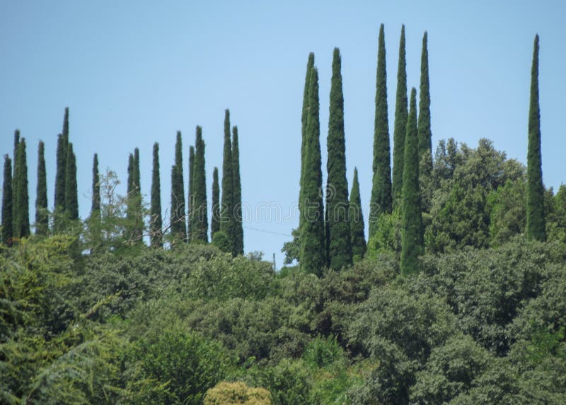 Cypress Tree Scient. Name Cupressus Sempervirens Stock Image - Image of ...