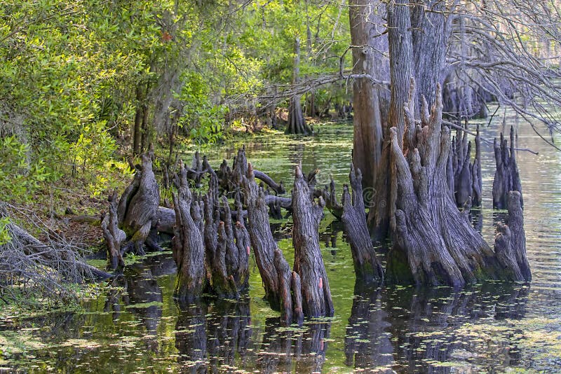 Cypress Tree Stumps stock image. Image of forest, growth - 120790025