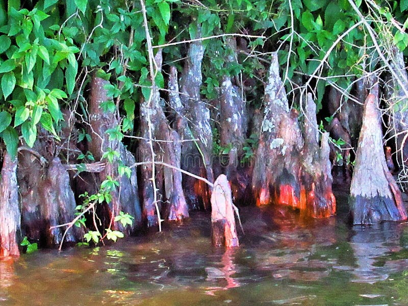 Cypress Tree Stumps in Swamp Water Stock Image - Image of water, tree ...