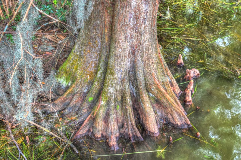 Cypress Tree Trunk in Swamp at Mount Dora Florida Stock Image - Image ...