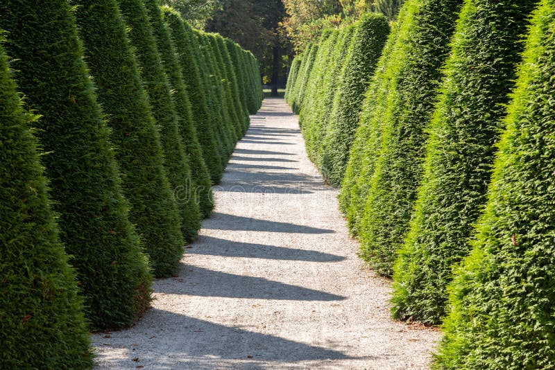 Cypress tree tunnel stock image. Image of agriculture - 135360677