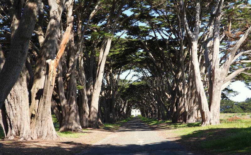 Cypress Tree Tunnel, Point De Reyes, California, United States Stock ... Cypress Tree Tunnel, Point De Reyes, California, United States Stock ...