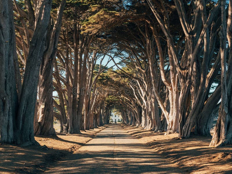 The Cypress Tree Tunnel, at Point Reyes National Seashore, California ...