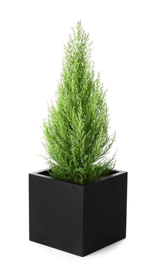 Cypress Tree on White Background Stock Image - Image of beautiful ...