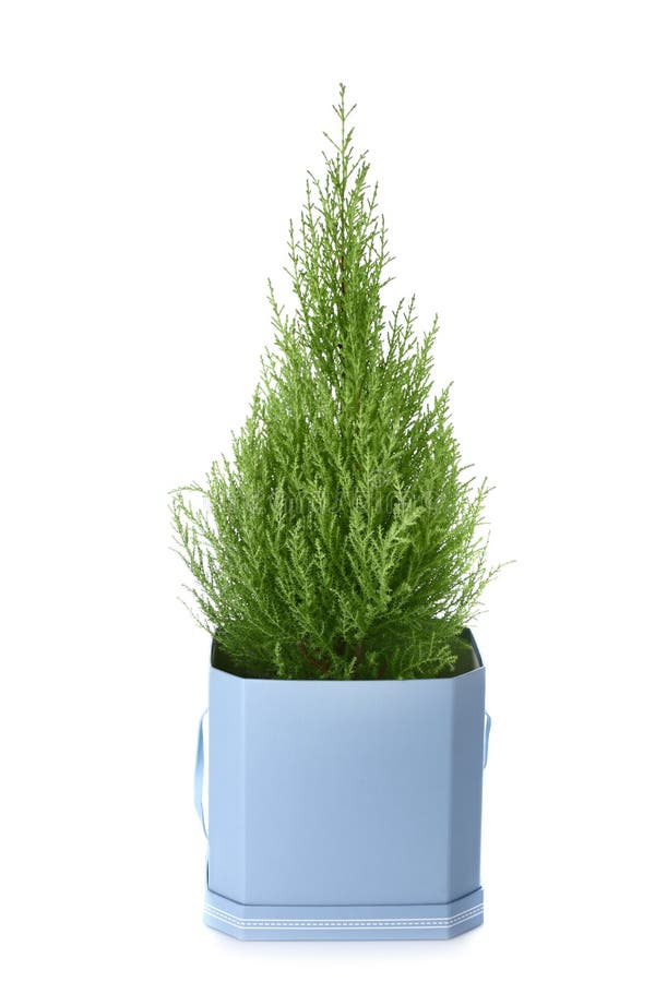 5,219 Background Cypress Tree White Stock Photos - Free & Royalty-Free ...