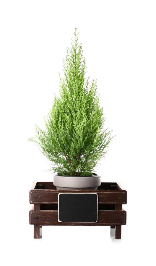 5,219 Background Cypress Tree White Stock Photos - Free & Royalty-Free ...