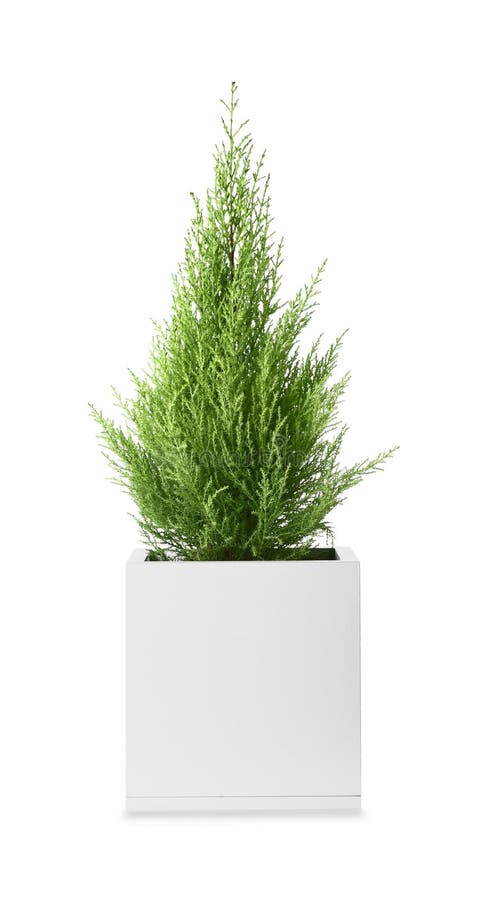 Cypress Tree on White Background Stock Image - Image of beautiful ...