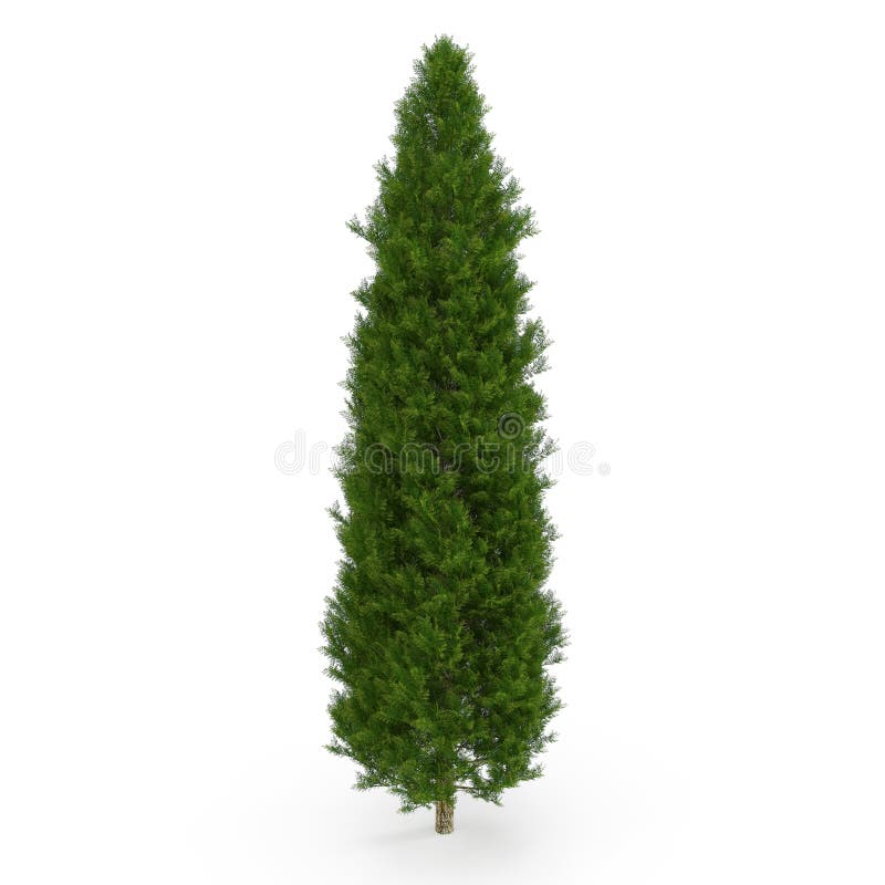 Cypress Tree on White. 3D Illustration Stock Illustration ...