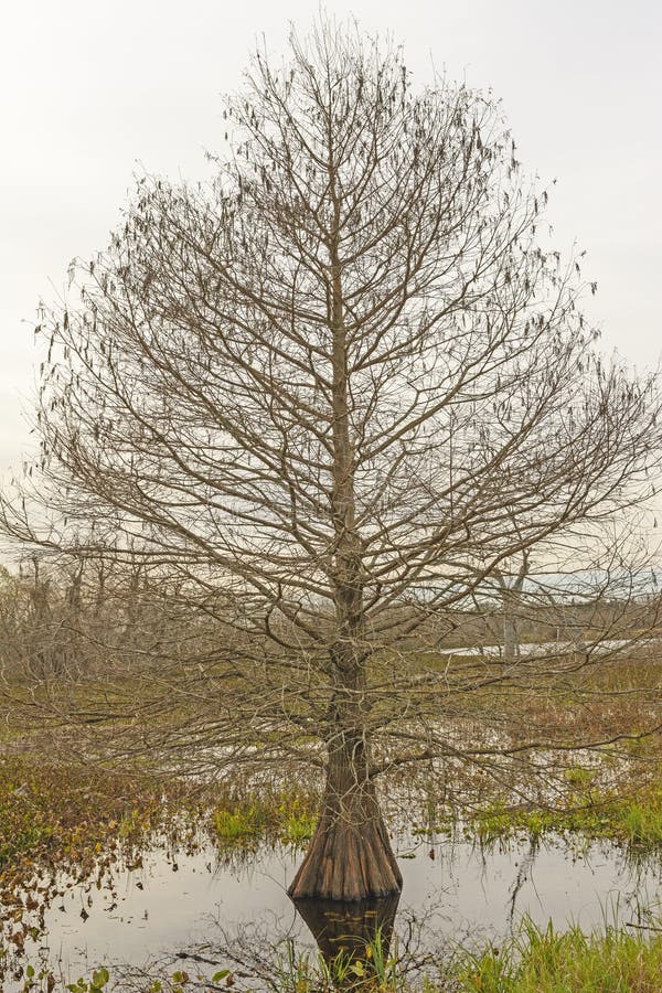 Cypress Tree on a Winter Day Stock Image - Image of wild, bayou: 71199507