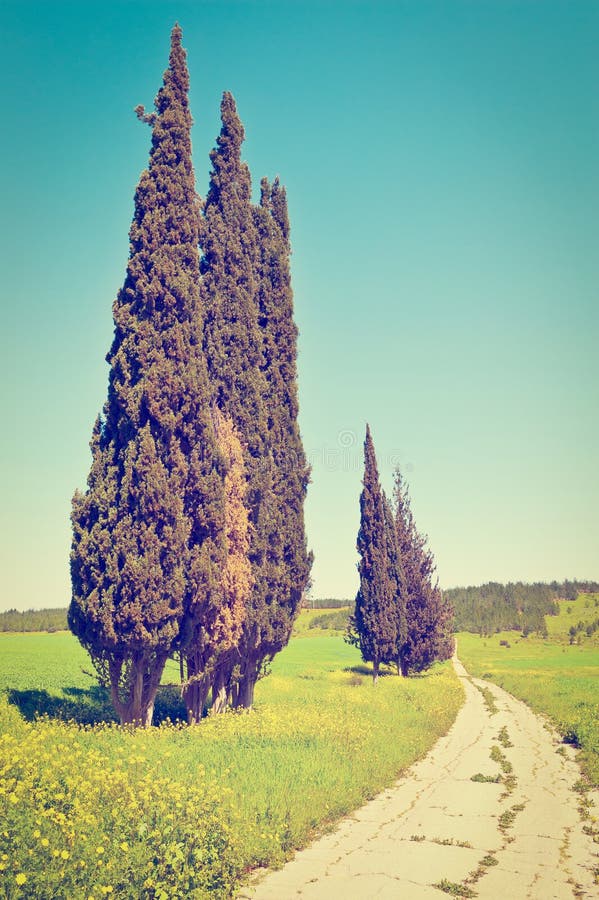 176 Cypress Israel Landscape Stock Photos - Free & Royalty-Free Stock ...