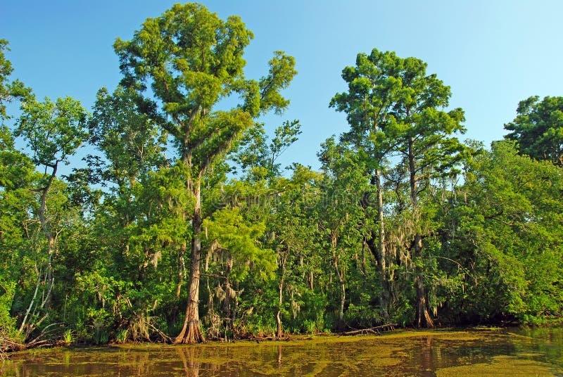 Cypress trees in swamp stock image. Image of bayou, nature - 17115529
