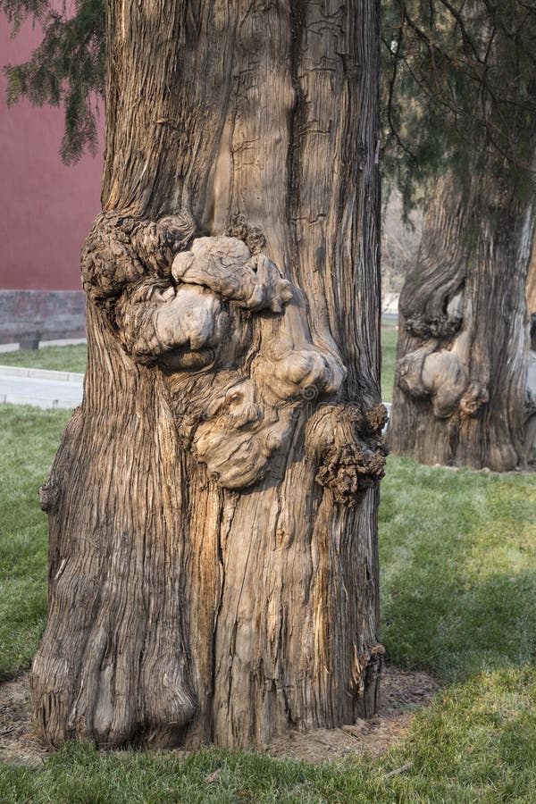 Cypress Trees in Beijing stock photo. Image of design - 83908812