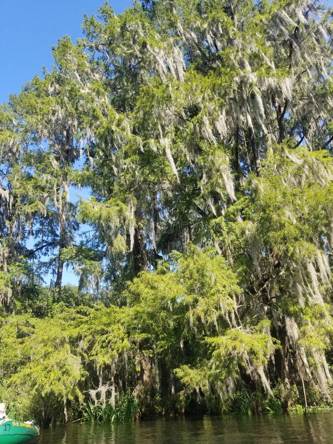 Cypress trees stock photo. Image of swamp, water, river - 123858442