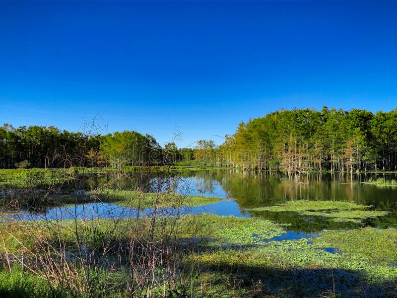 Swamp river scene stock image. Image of flock, ibis - 106242341
