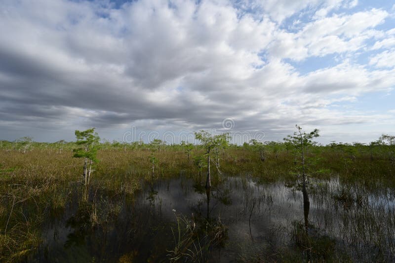 Cypress Trees of the Dwarf Cypress Forest in Everglades National Park ...
