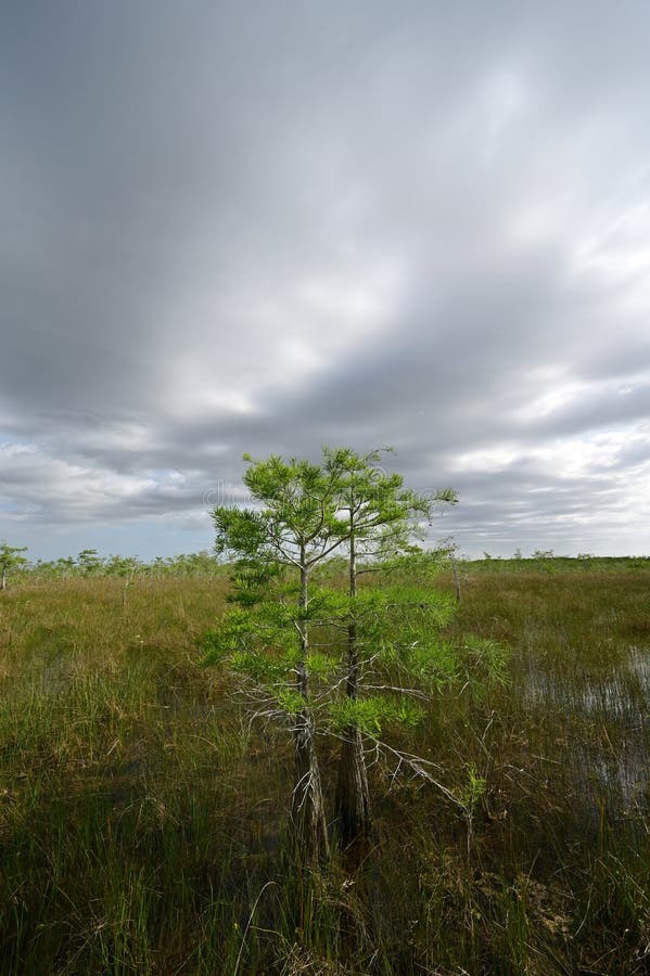 Dwarf Forest Ecosystem Stock Photos - Free & Royalty-Free Stock Photos ...