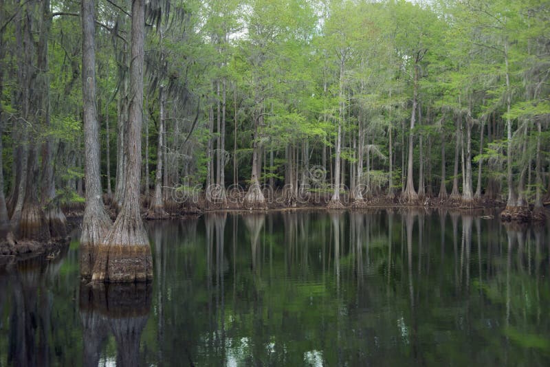 Cypress Trees in Florida Swamp Stock Photo - Image of leaf, tree: 166541382