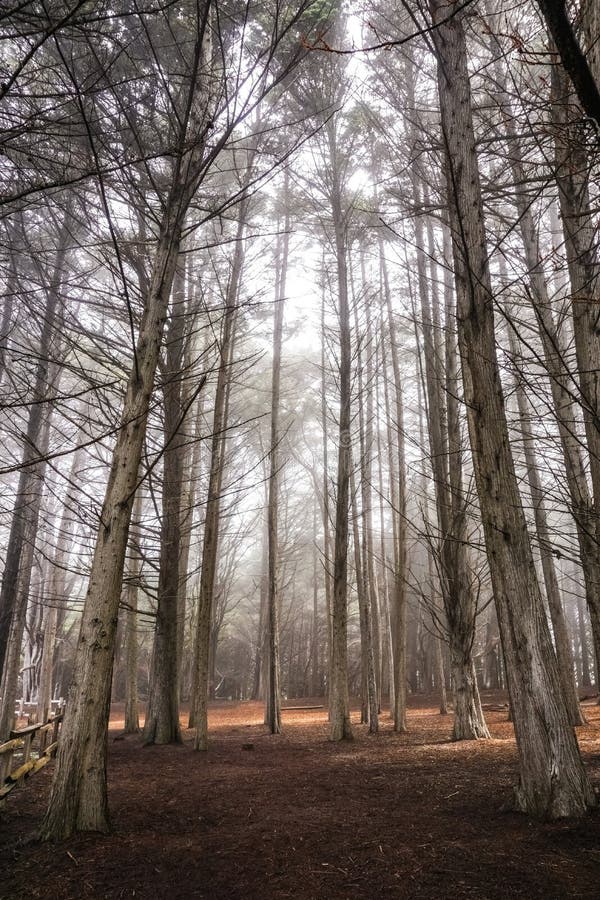 Cypress Trees Forest Near Moss Beach, California Stock Photo - Image of ...