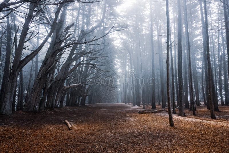 Cypress Trees Forest Near Moss Beach, California Stock Image - Image of ...