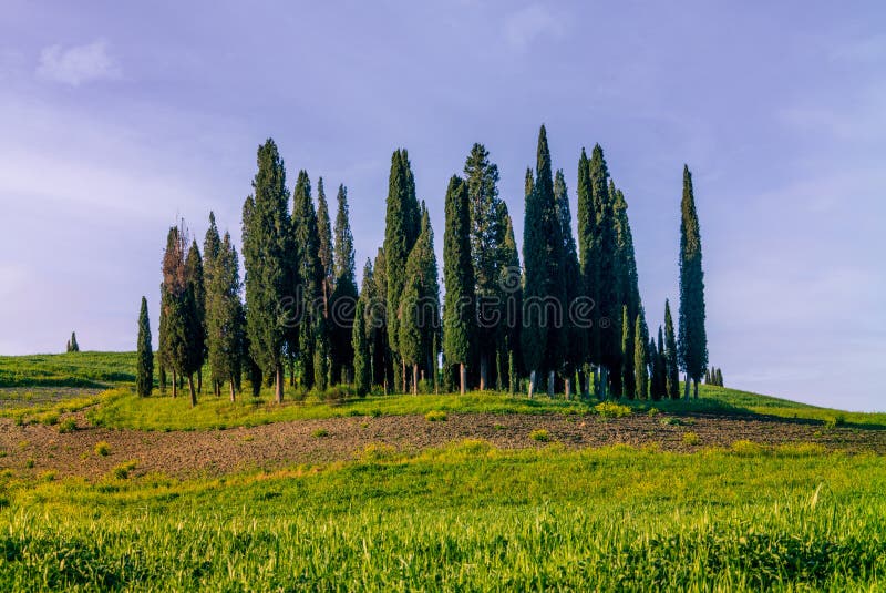 Cypress Trees on the Green Tuscan Hills in the Orcia Valley in Spring ...