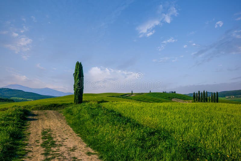 Cypress Trees on the Green Tuscan Hills in the Orcia Valley in Spring ...