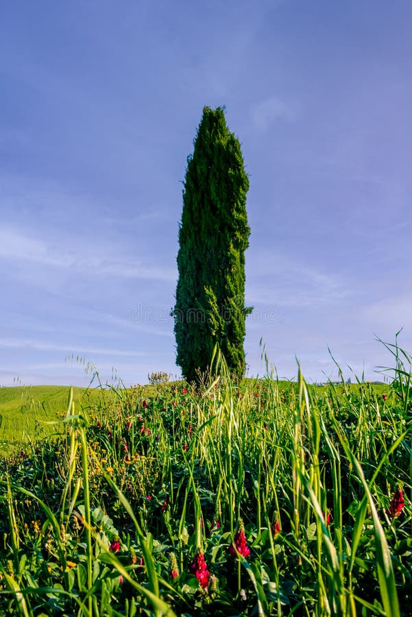 Cypress Trees on the Green Tuscan Hills in the Orcia Valley in Spring ...