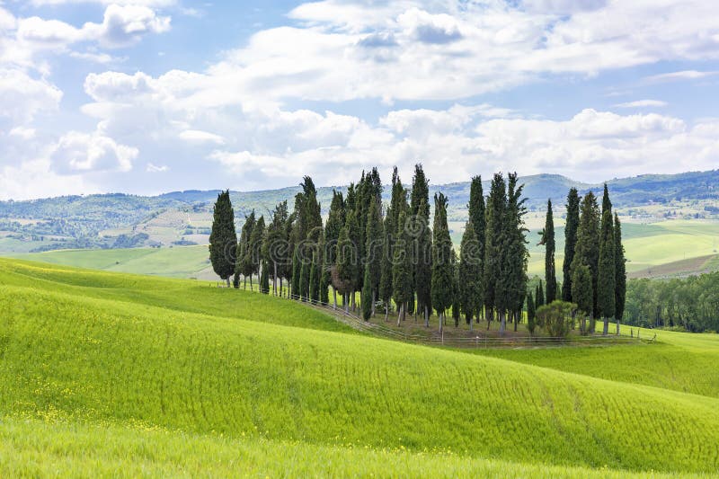 Cypress Trees in a Grove in the Landscape Stock Photo - Image of rural ...