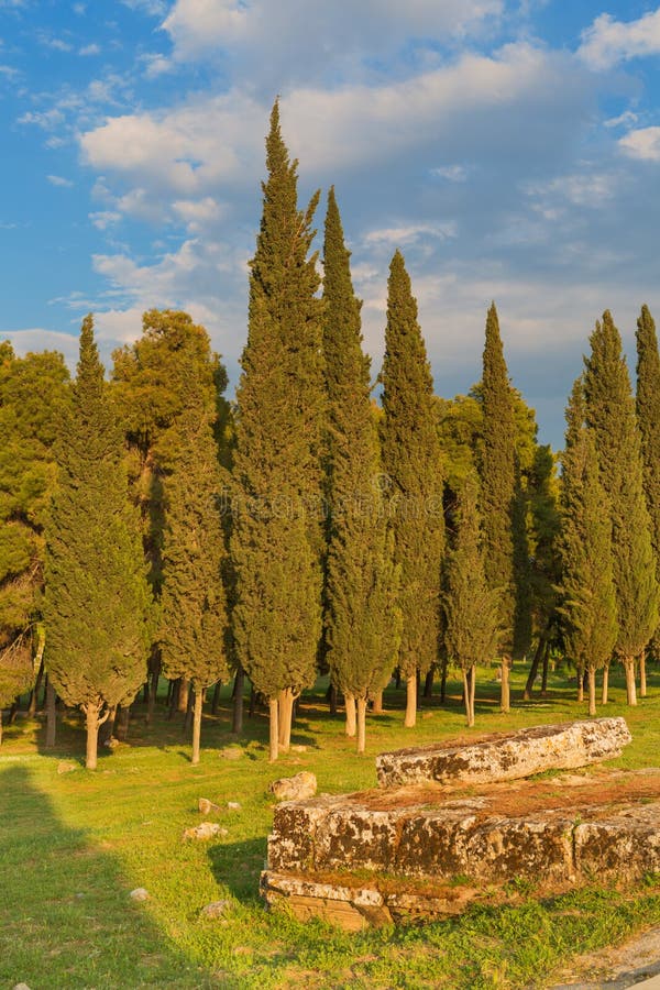 Cypress trees stock image. Image of grass, meadow, summer - 59976093